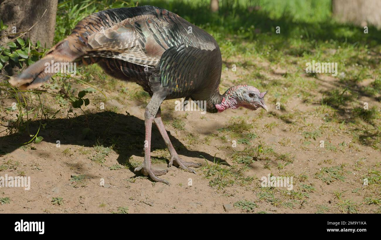 a wild turkey hen feeding on a hillside in california Stock Photo - Alamy