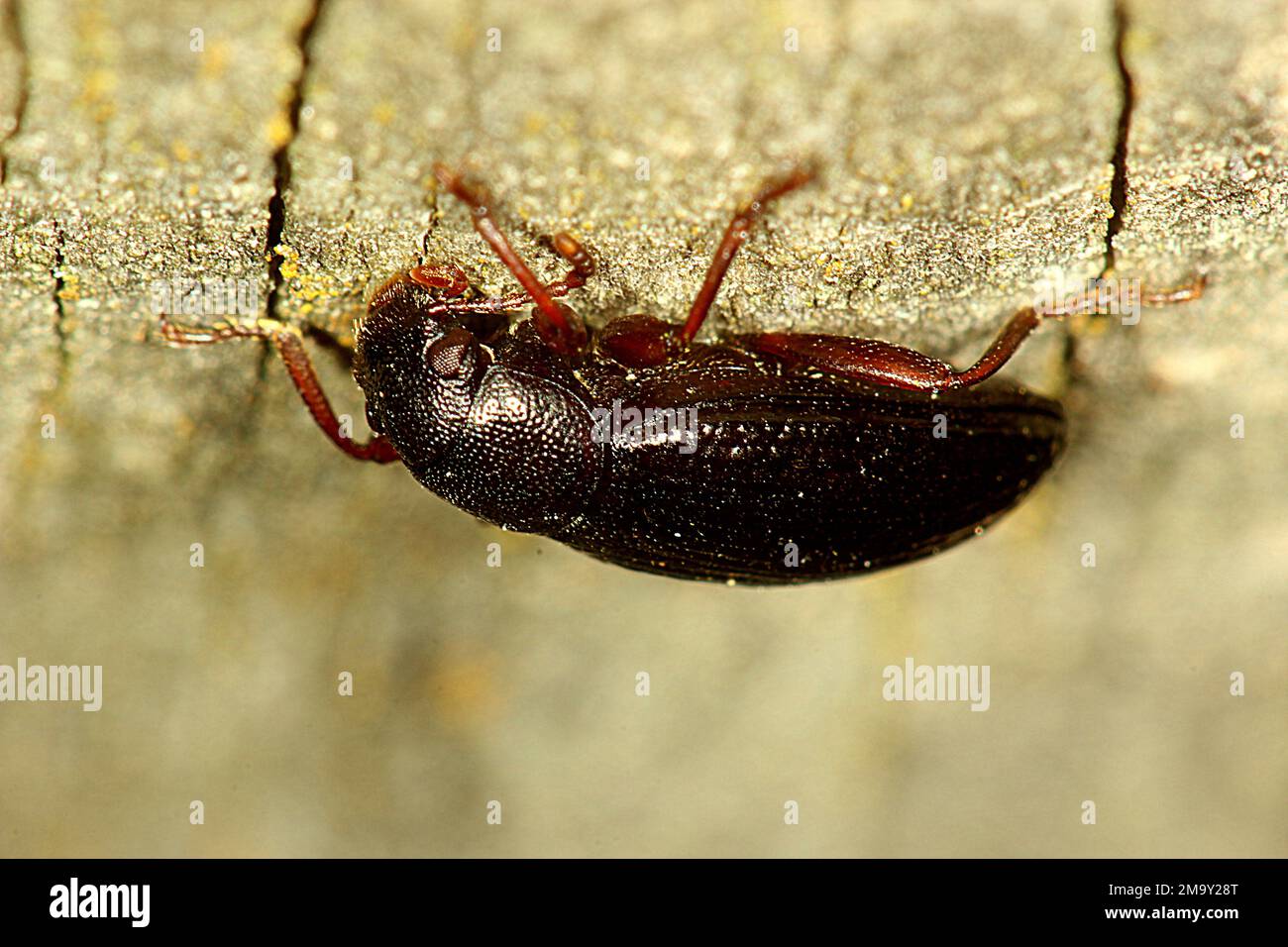 Lichen darkling beetle hi-res stock photography and images - Alamy