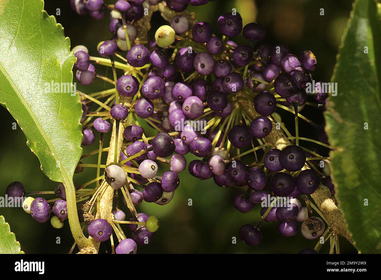 New Zealand mahoe (Melicytus ramiflorus) berries Stock Photo - Alamy