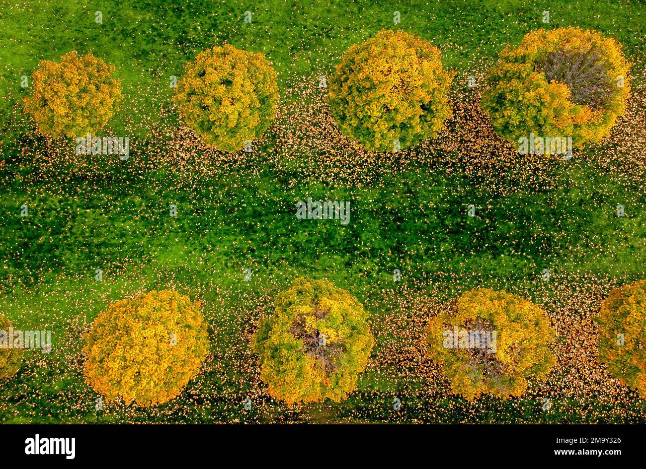 Trees stand in a small park in Frankfurt, Germany, Tuesday, Nov. 8 ...