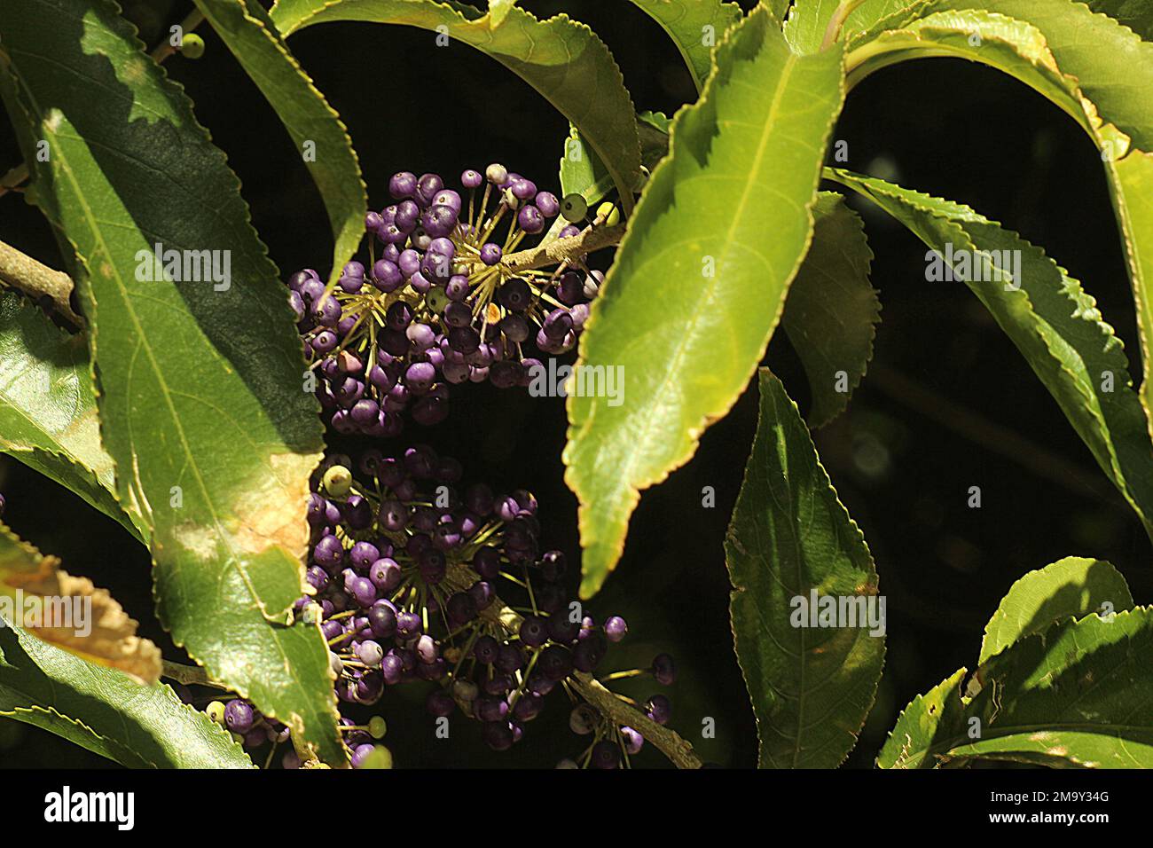 New Zealand mahoe (Melicytus ramiflorus) berries Stock Photo - Alamy