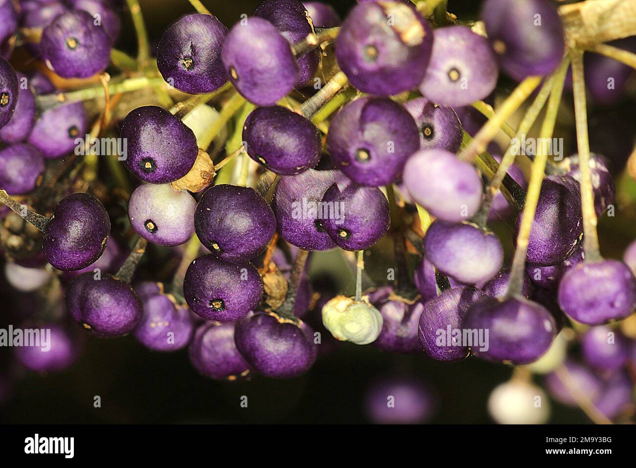Mahoe melicytus ramiflorus hi-res stock photography and images - Alamy