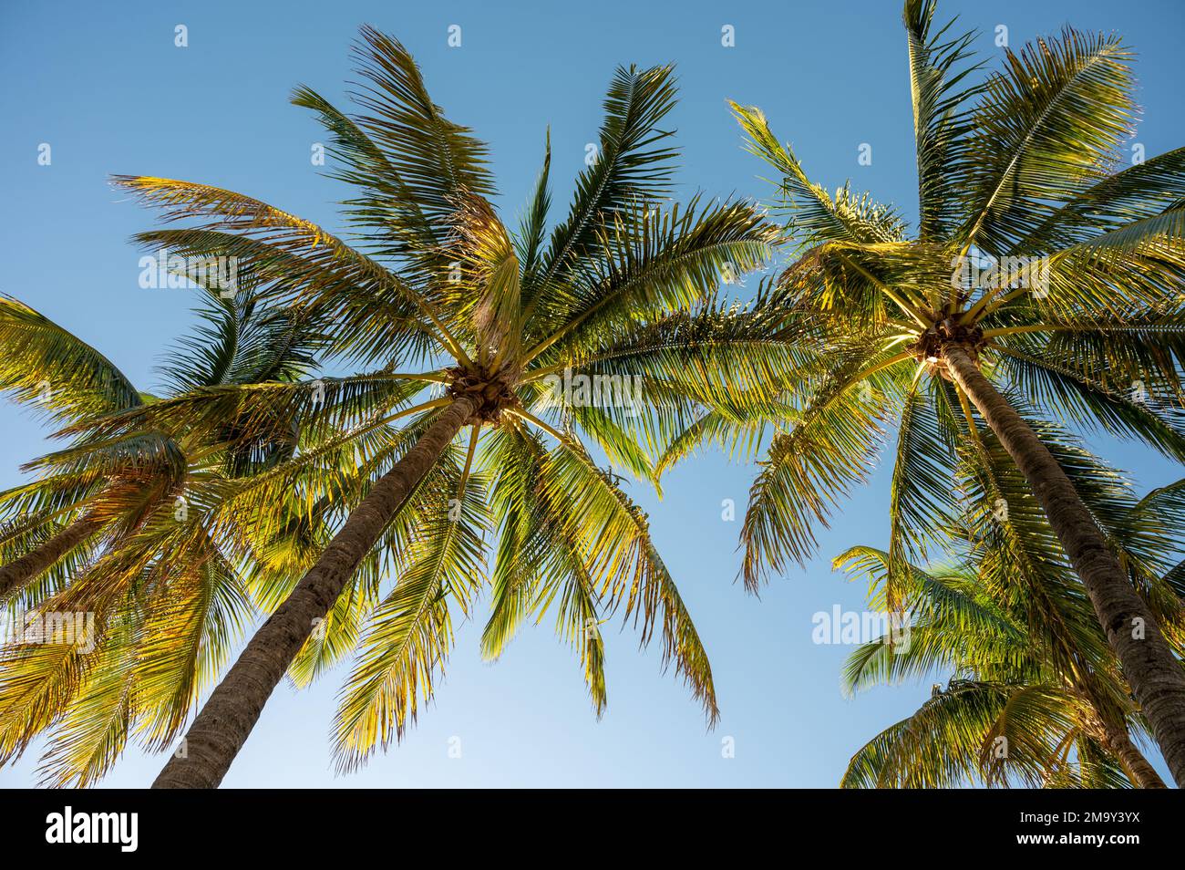 Coconut palm tree canopy in early morning light on Miami Beach, Florida ...