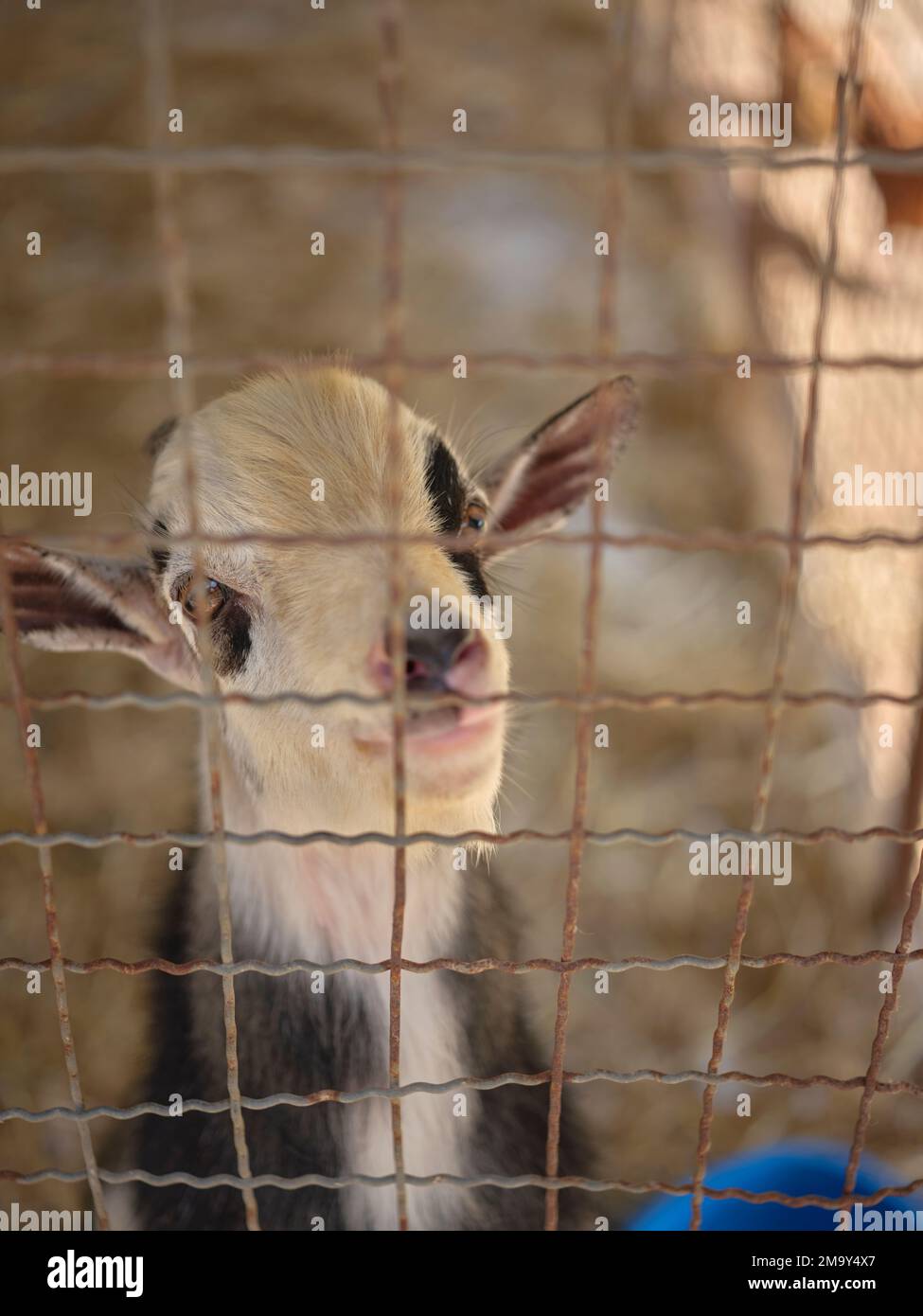 Goat in a cage on a small farm Stock Photo - Alamy