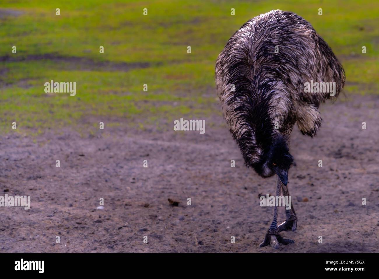Wildlife and bird though out central Florida Stock Photo - Alamy