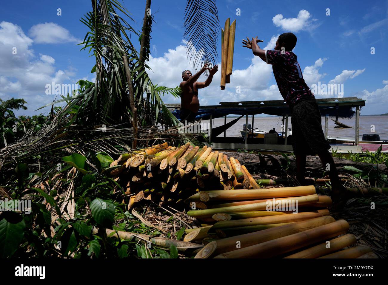 Local residents collect acai palm hearts for sale on an island in the ...