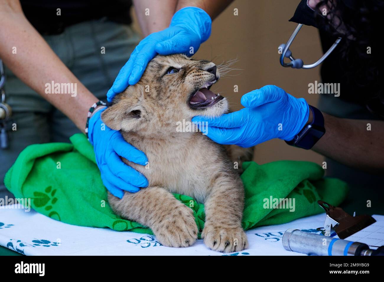 Makena, one of four African lion cubs born at the Oklahoma City Zoo on ...
