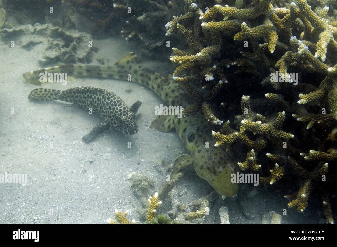 Two fish hide beneath stag horn coral on the sea floor in the Great ...