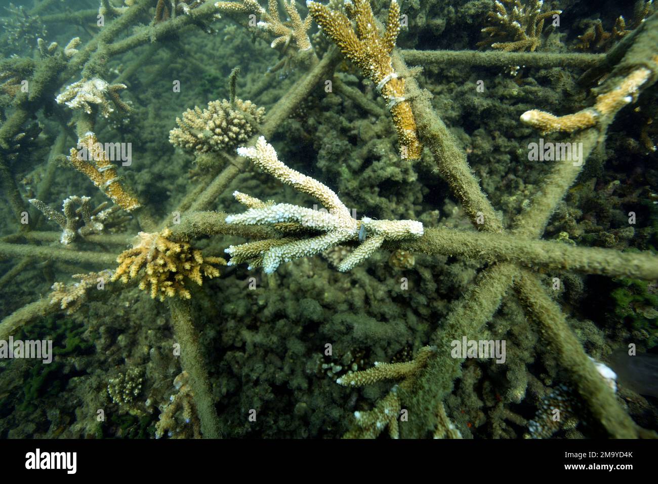 Coral fragments are grown by scientists in an experiment built with ...