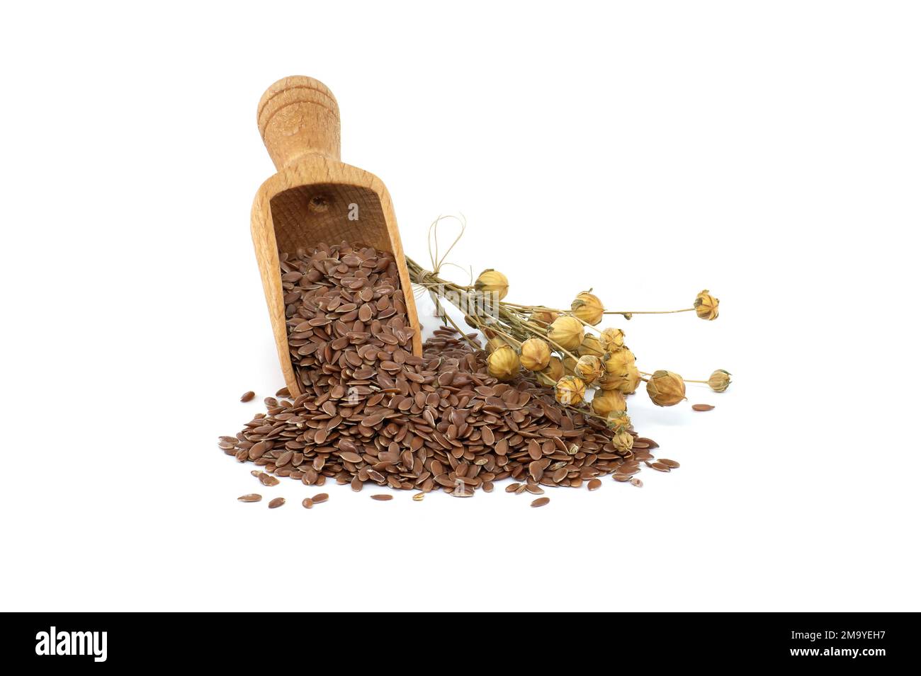 Flax seeds in wooden scoop and bunch of flax plants isolated on white background. Linum ...