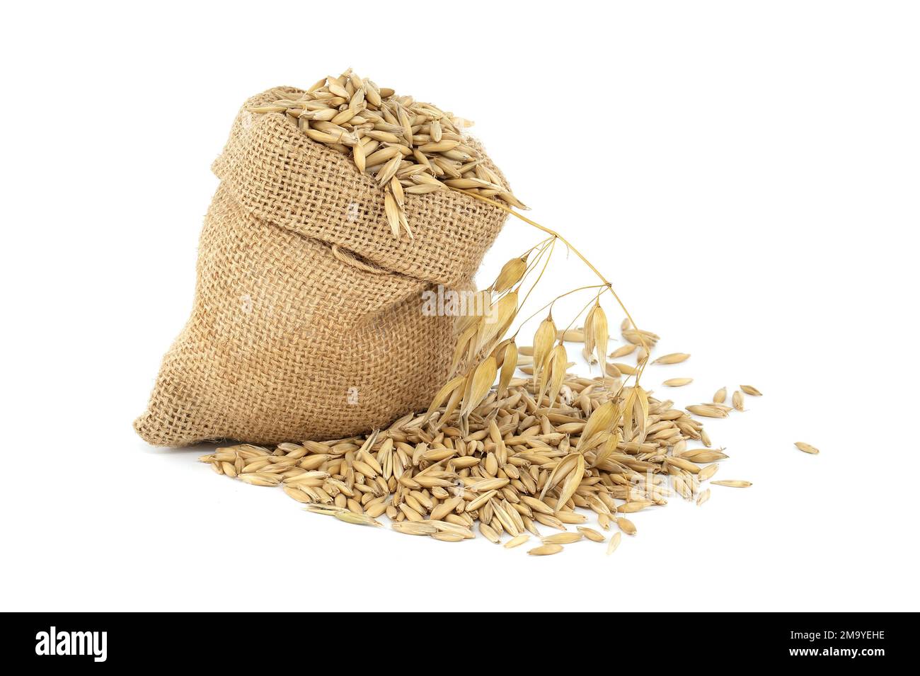 Oat grains with hulls or husks in burlap bag isolated on a white ...