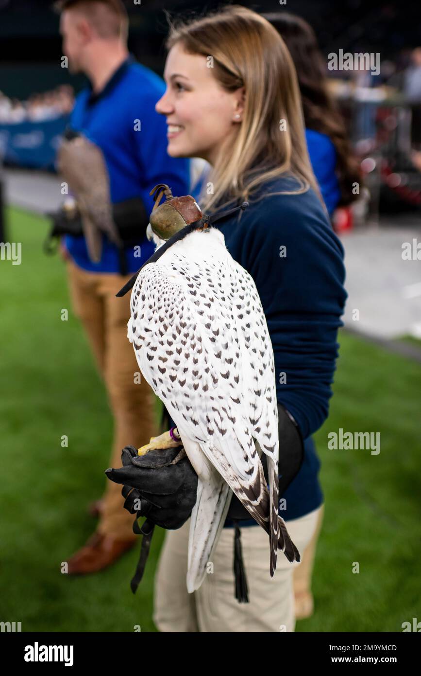 Nova, a female gyrfalcon, sits on the arm of Alexandra Paxton during an ...