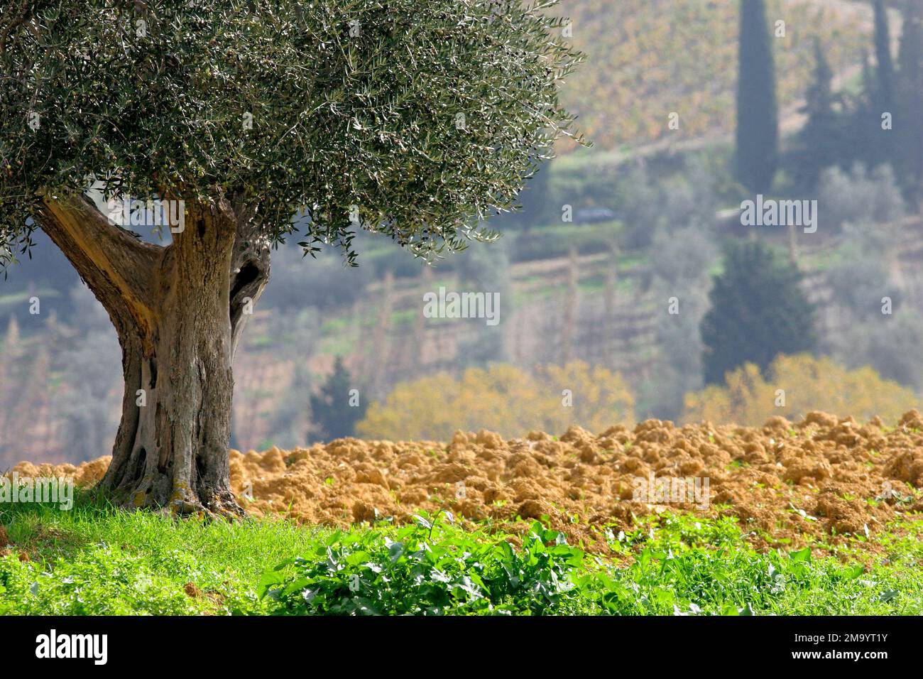 Old Olive tree and soft Tuscanian landscape in background, Tuscany ...