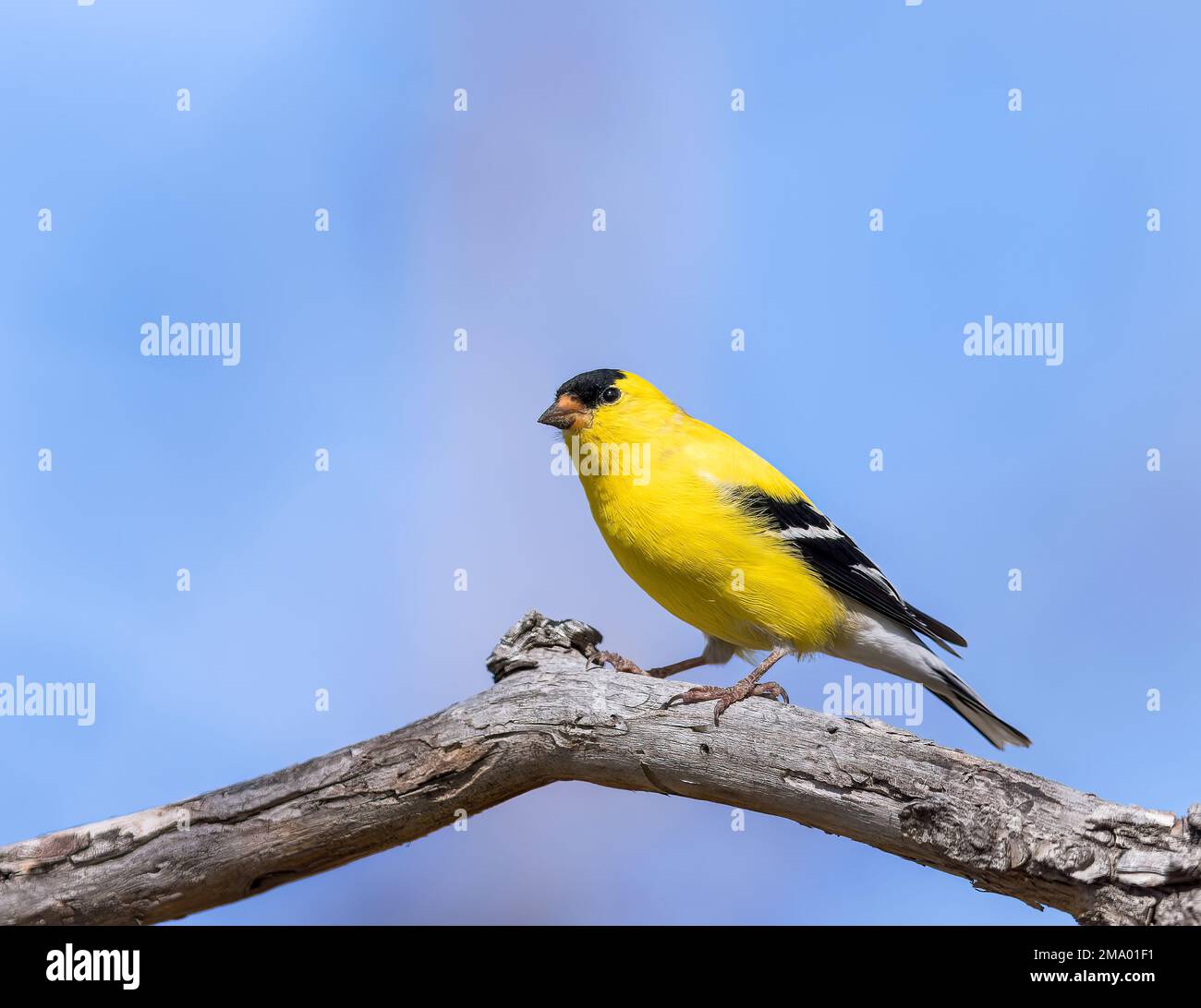Wyomings fauna hi-res stock photography and images - Alamy