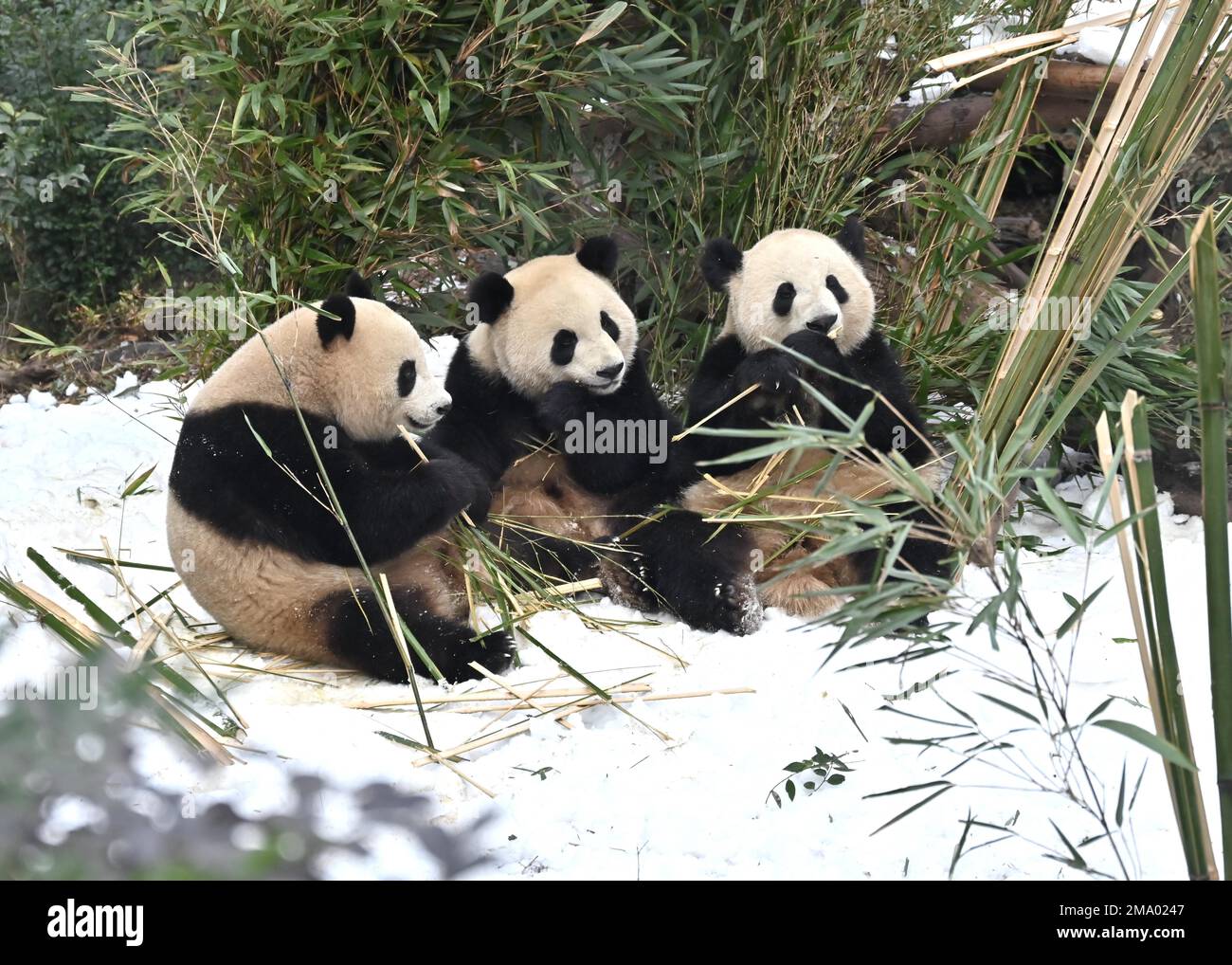 Giant pandas enjoy food in the snow-covered giant panda base in Chengdu ...