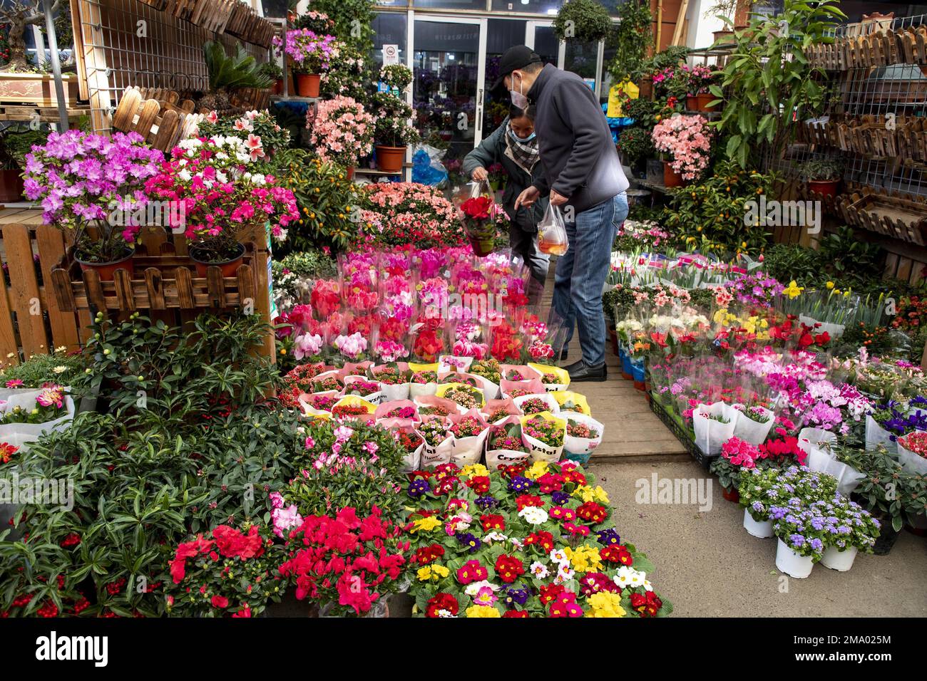 People select flowers for Spring Festival in a flower market in ...