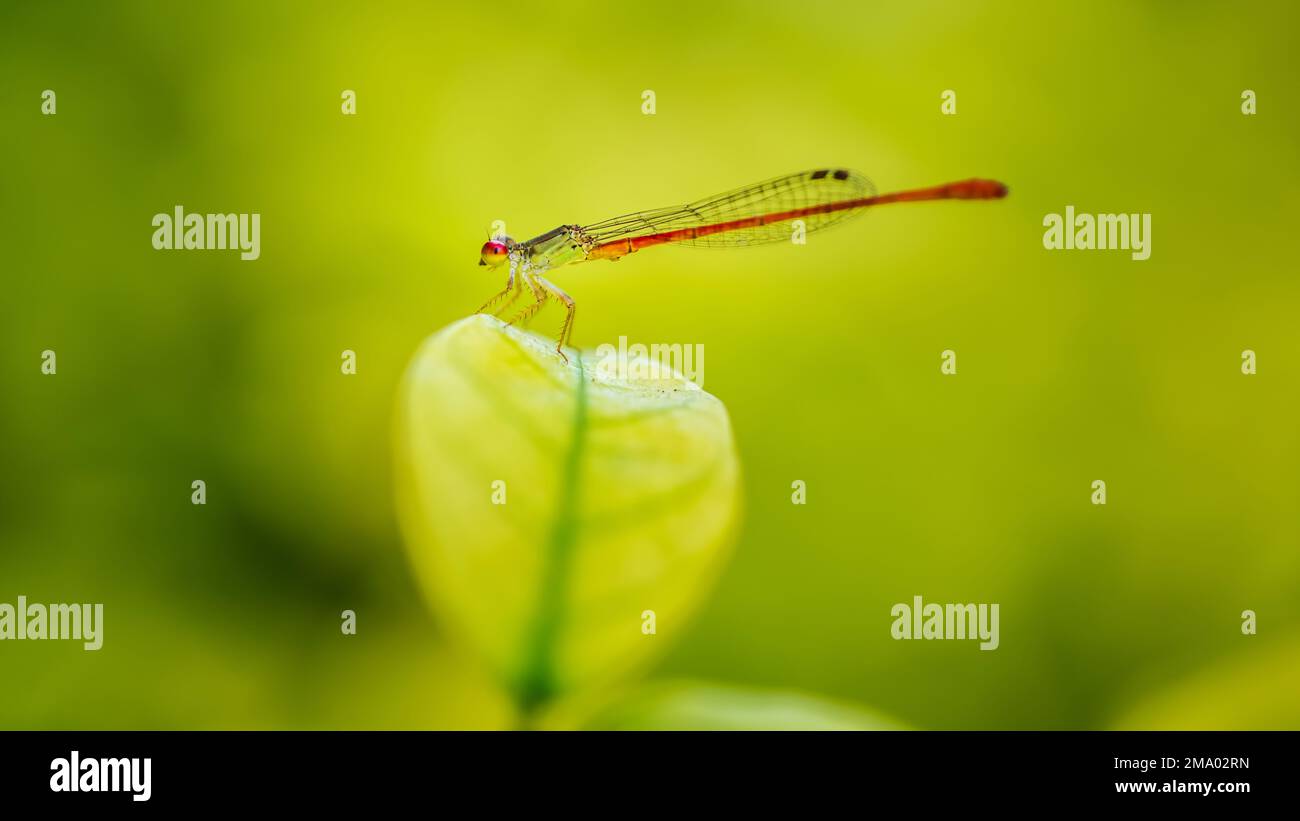 An orange damselflies on green leaf and green background, Insect in ...