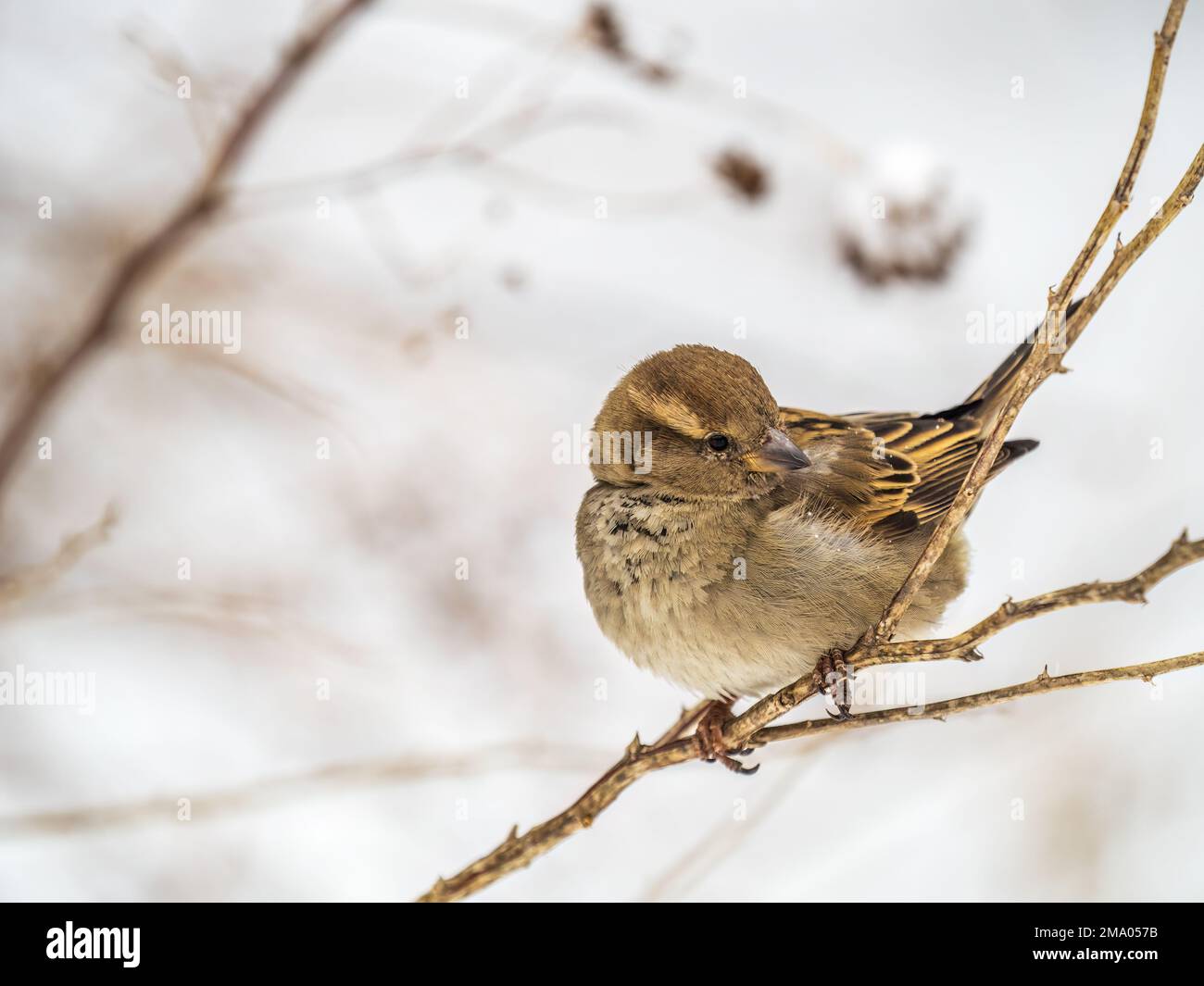 Sparrow sits on a branch without leaves. Sparrow on a branch in the ...
