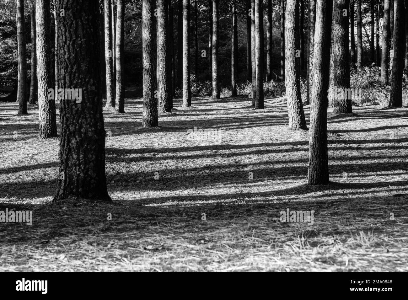 Light and shadows from low sun inside pine tree plantation trees ...