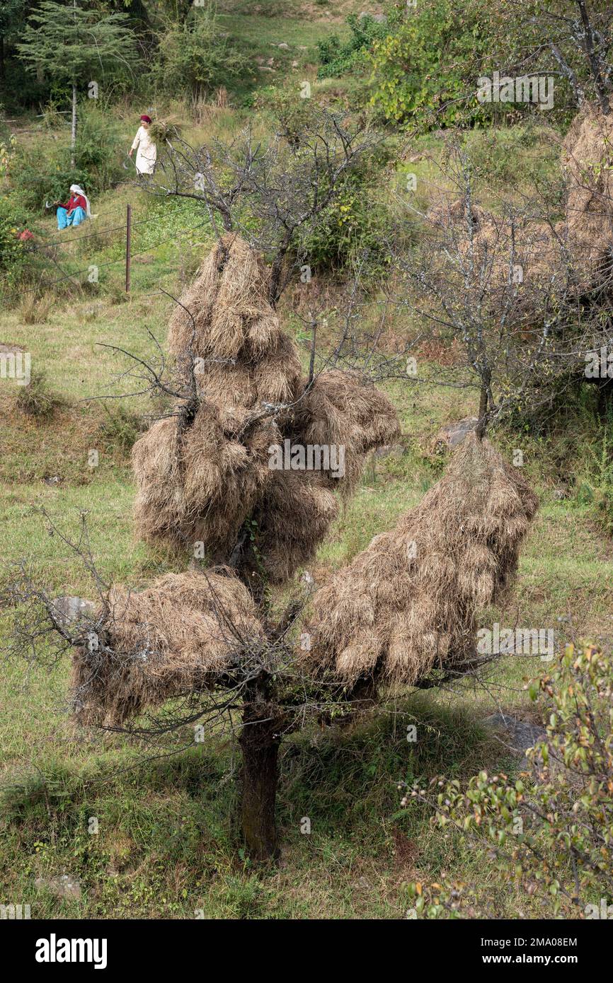 Bundles of grass are left to dry on a wild pear tree as women collect ...