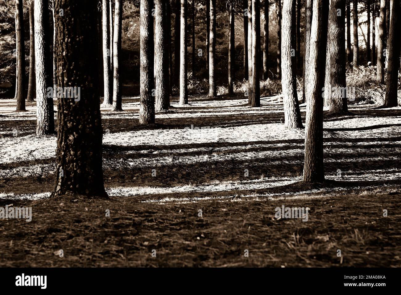 Light and shadows from low sun inside pine tree plantation trees ...