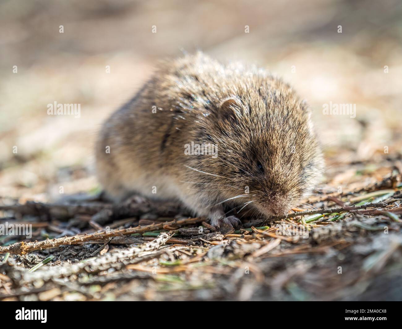 A closeup of a Common vole on the ground with a blurry background ...