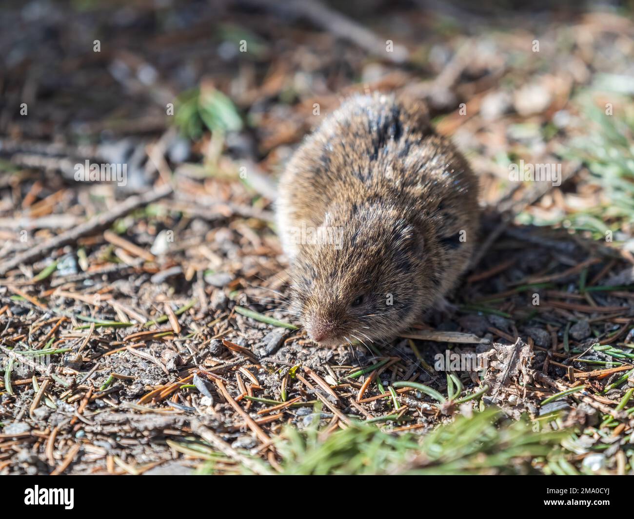 A closeup of a Common vole on the ground with a blurry background ...