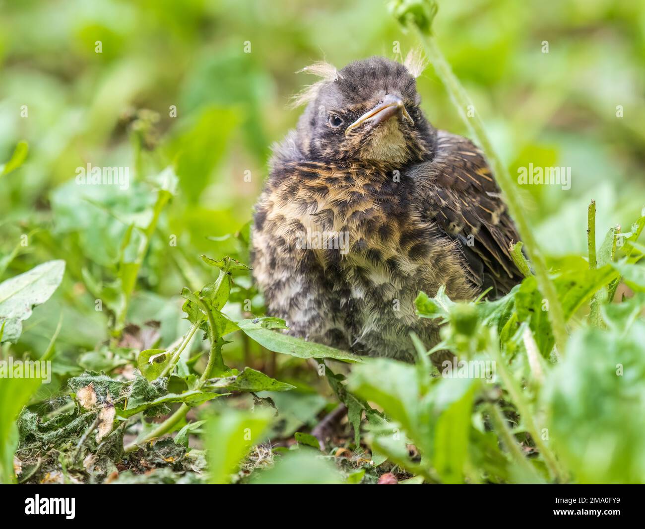 A fieldfare chick, Turdus pilaris, has left the nest and sitting on the ...