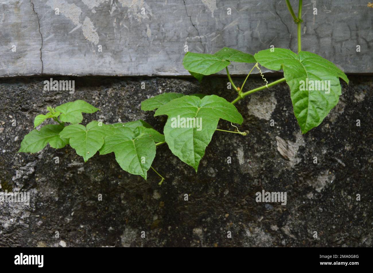 Portrait of wild vines hanging on the wall Stock Photo - Alamy