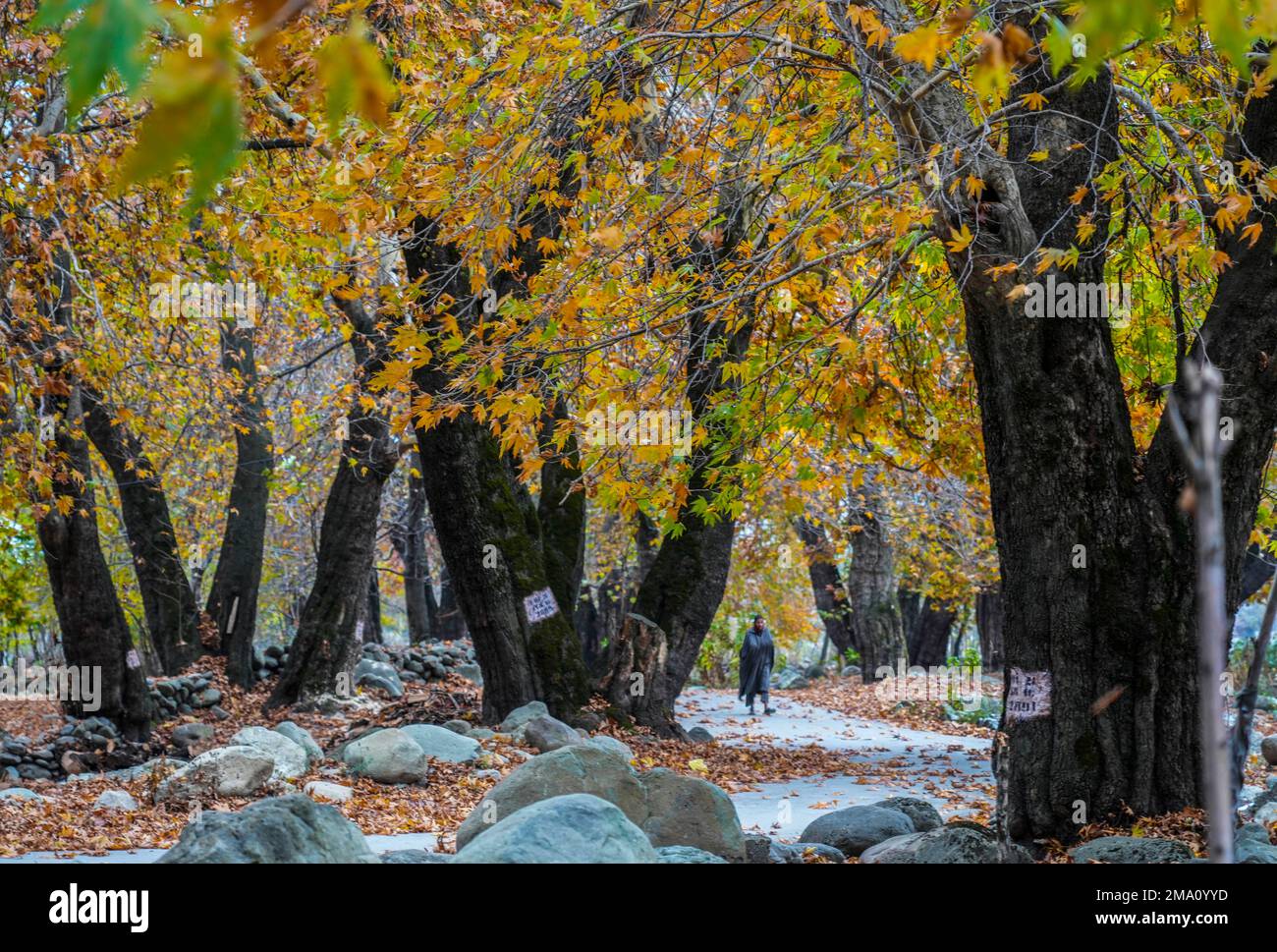 A Kashmiri man walks along a road lined with dried leaves of Chinar ...