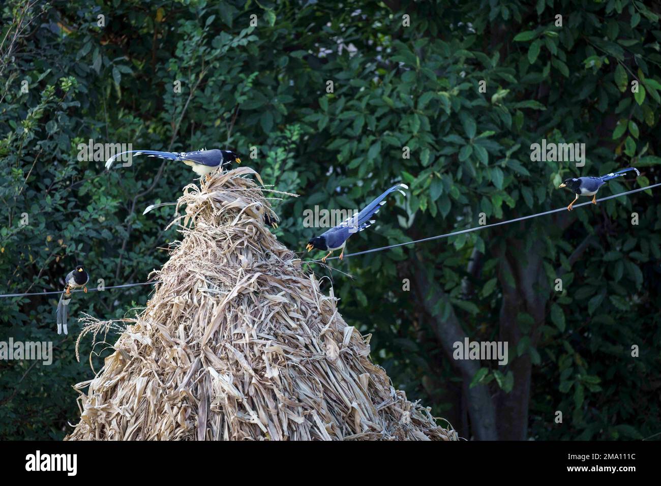 Yellow-billed Blue Magpies perch next to a mound of dried grass ...