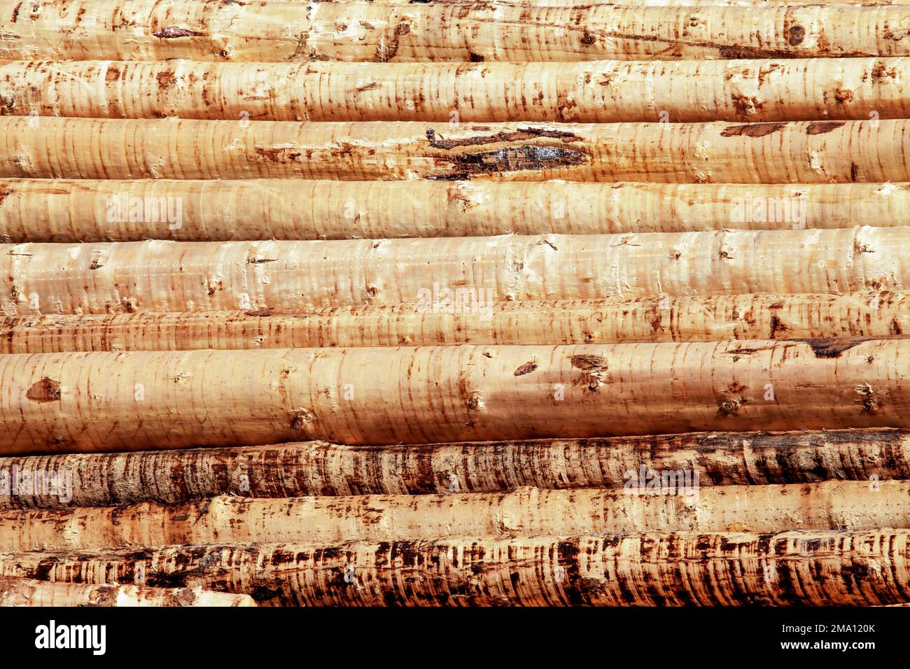 stacked spruce trunks debarked, Black Forest, Baden-Wuerttemberg ...