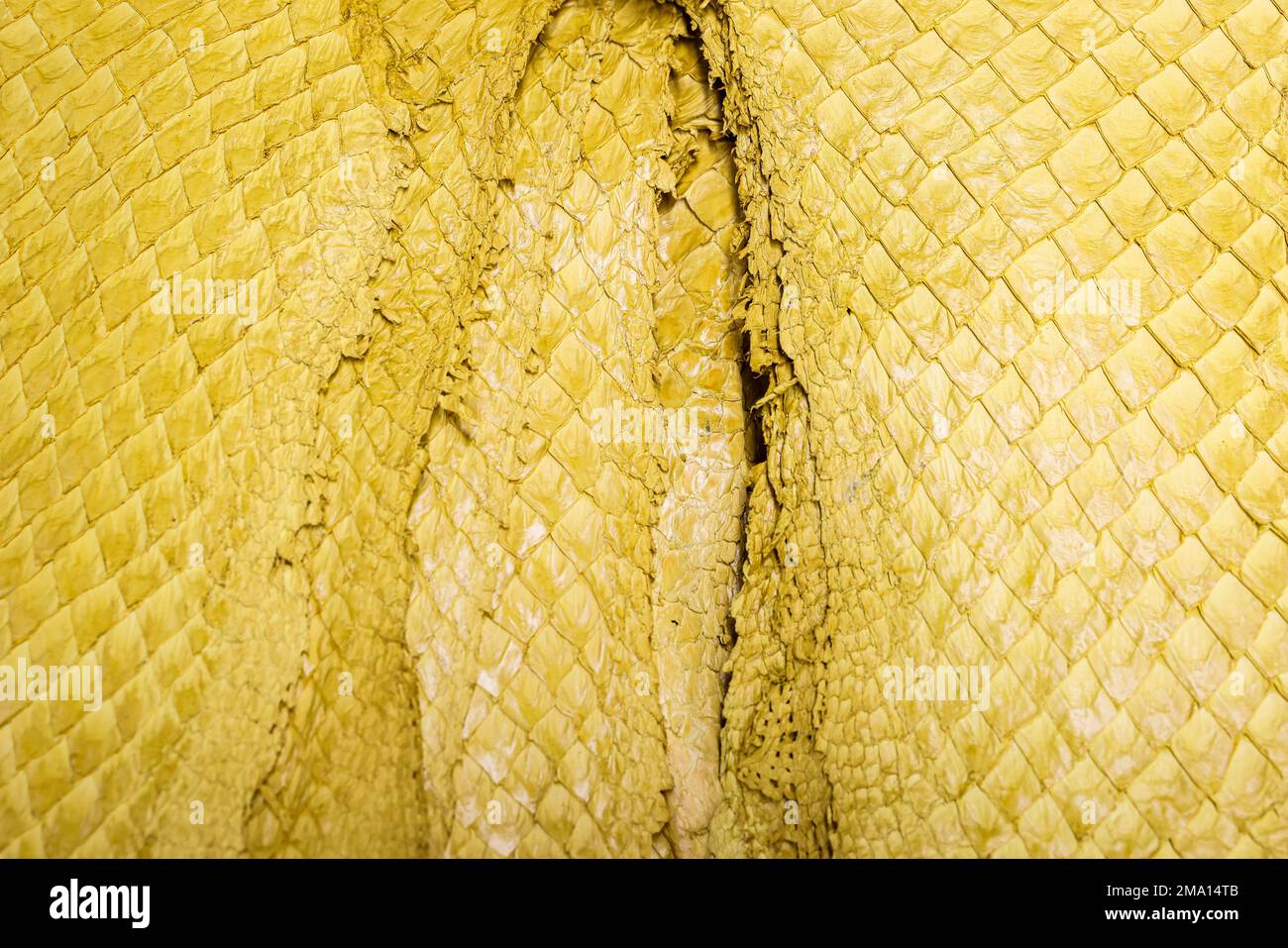 Yellow pirarucu skins at Park Avenue International, Wednesday, Nov. 2 ...