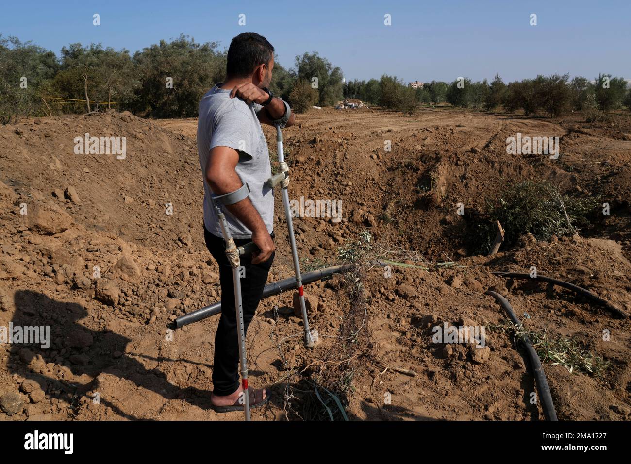 A man inspects a hole and destroyed olive trees near the rubble of a ...