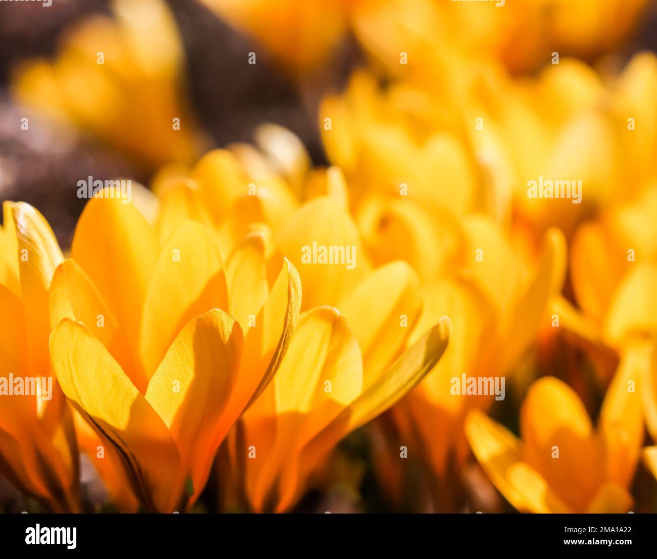 Abstract floral background, yellow crocus flower petals. Macro flowers ...
