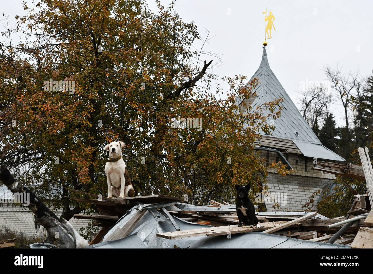 Dogs sit on destroyed buildings of the St. George's Skete, damaged by ...