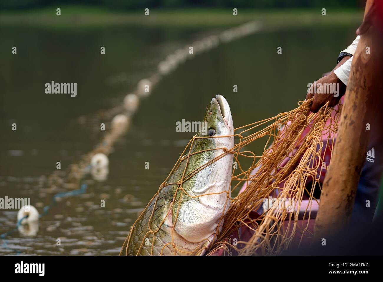 Fisherman pull with a Pirarucu fish at a lake in San Raimundo ...