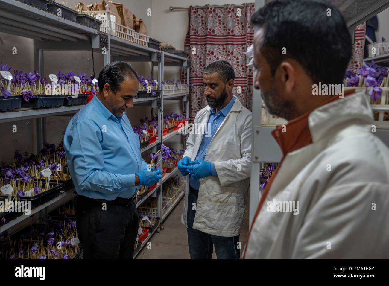 Dr Bashir Ahmad Elahi, left, head of Advance Research Station For ...