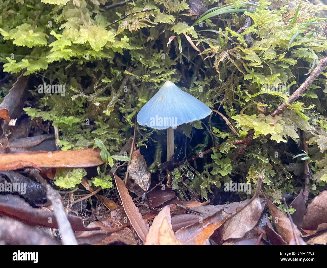 Sky blue mushroom new zealand hi-res stock photography and images - Alamy