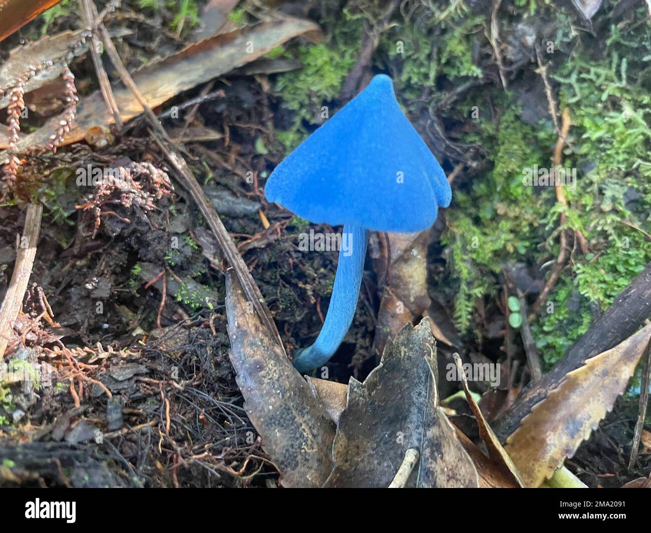 Sky blue mushroom new zealand hi-res stock photography and images - Alamy