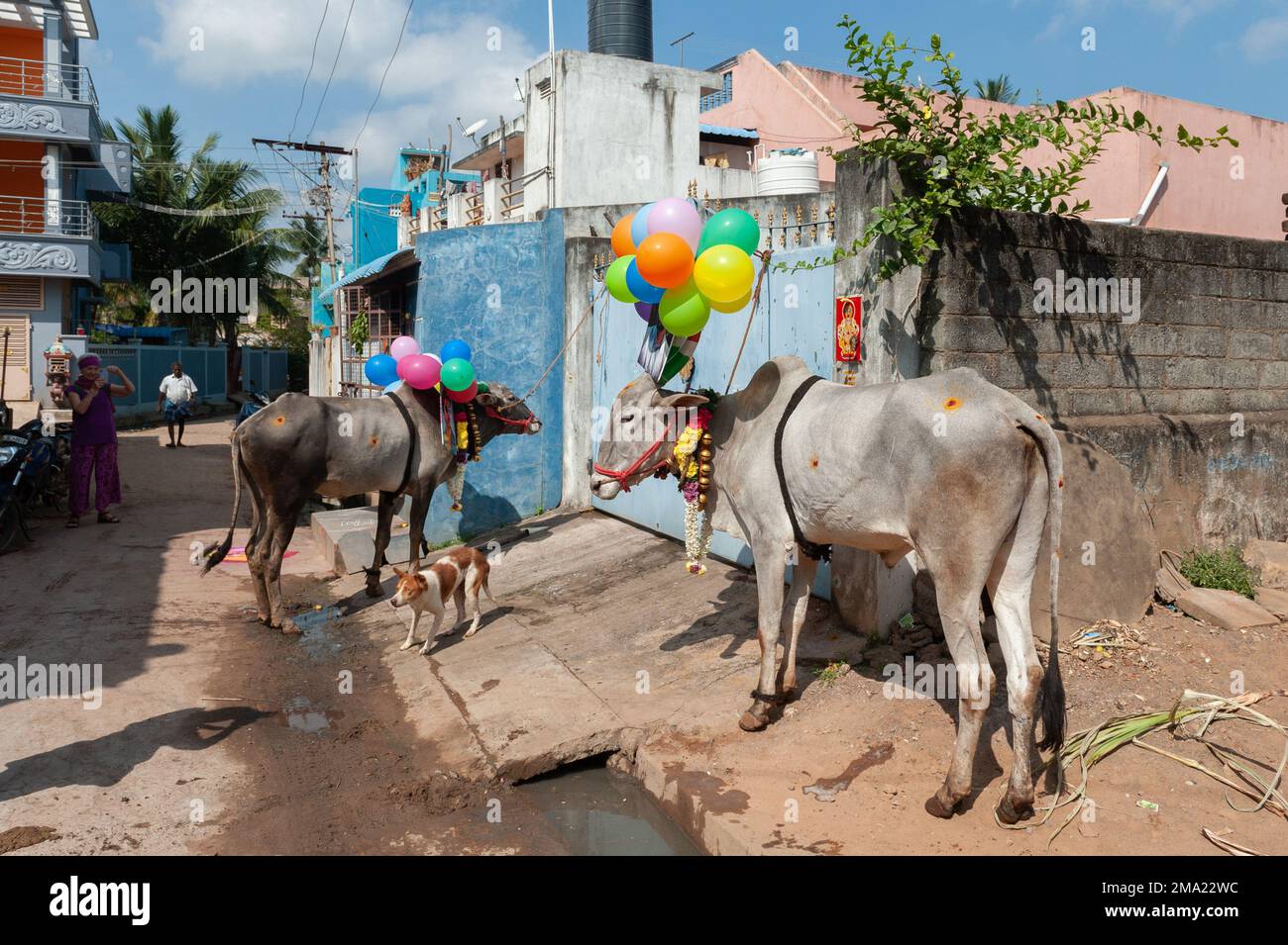 Kuilapalayam, India - 17th January 2023: Pongal Festival. The dressing ...
