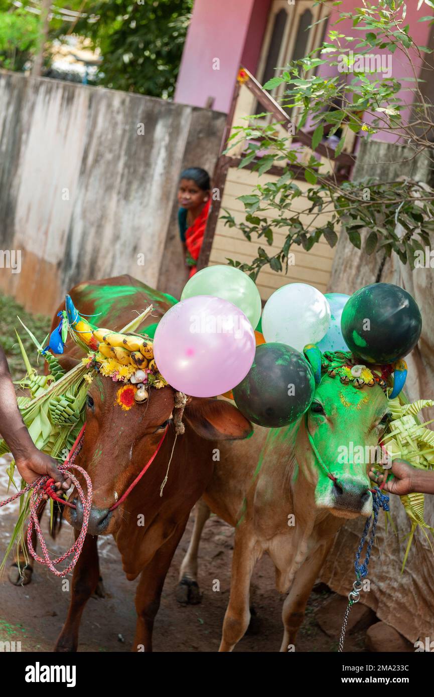 Kuilapalayam, India - 17th January 2023: Pongal Festival. The dressing ...