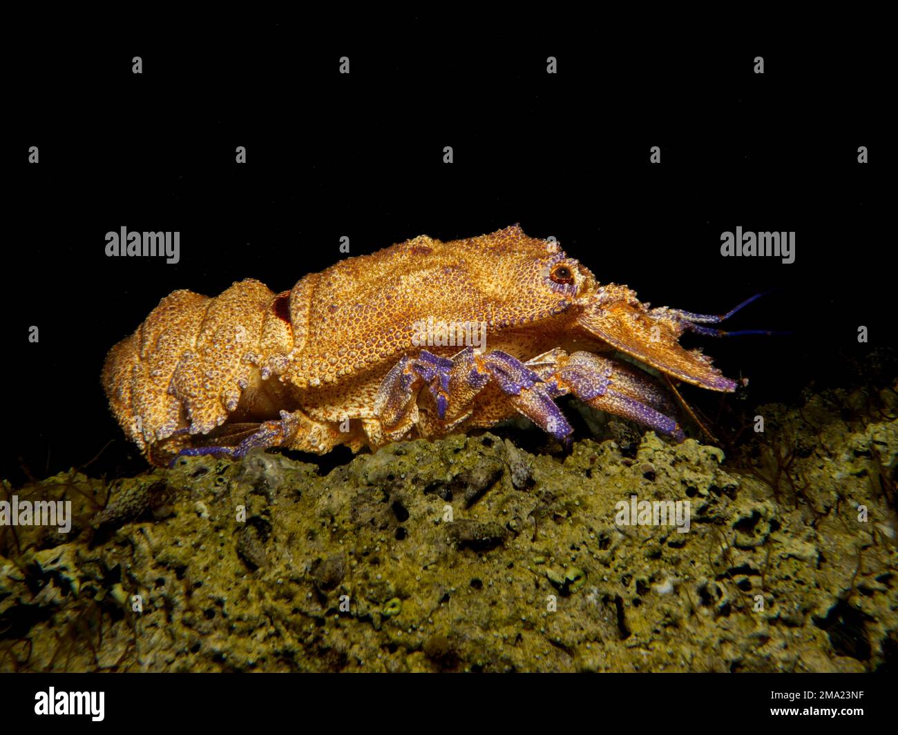 Mediterranean slipper lobster - Scyllarides latus Stock Photo - Alamy