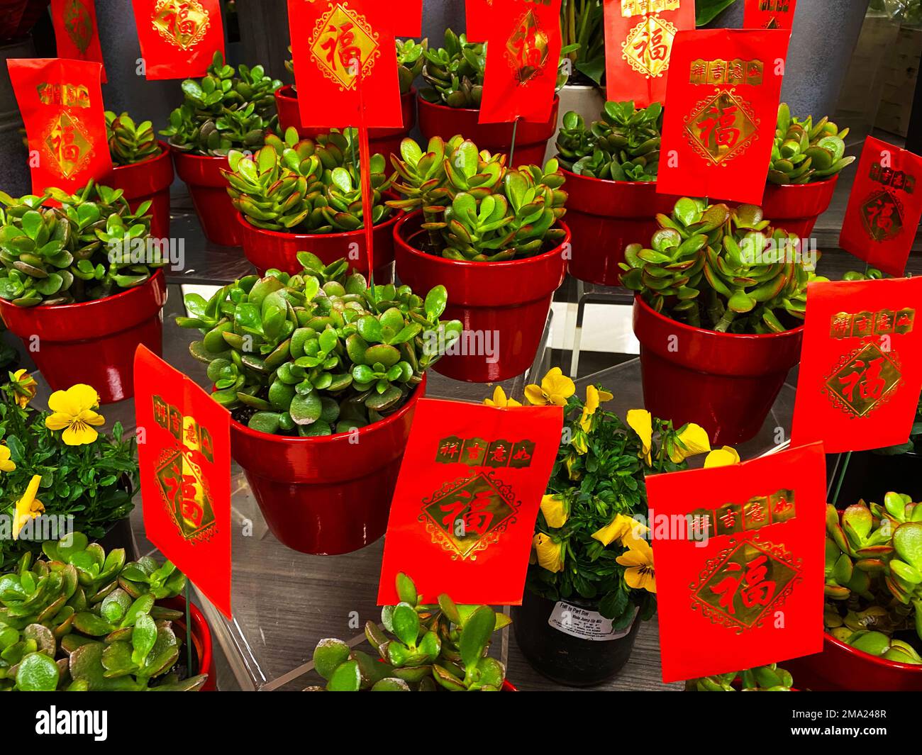 Money trees for Lunar New Year Stock Photo - Alamy