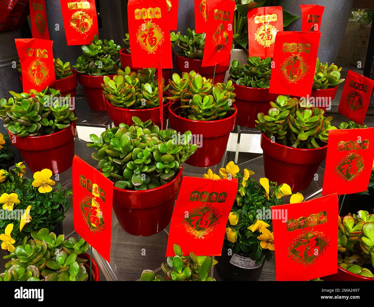 Money trees for Lunar New Year Stock Photo - Alamy
