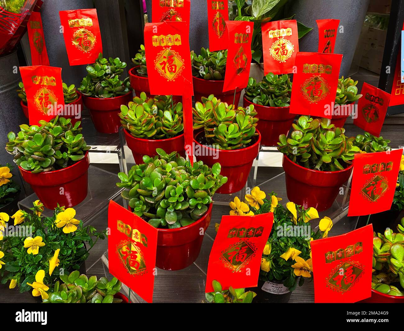 Money trees for Lunar New Year Stock Photo - Alamy