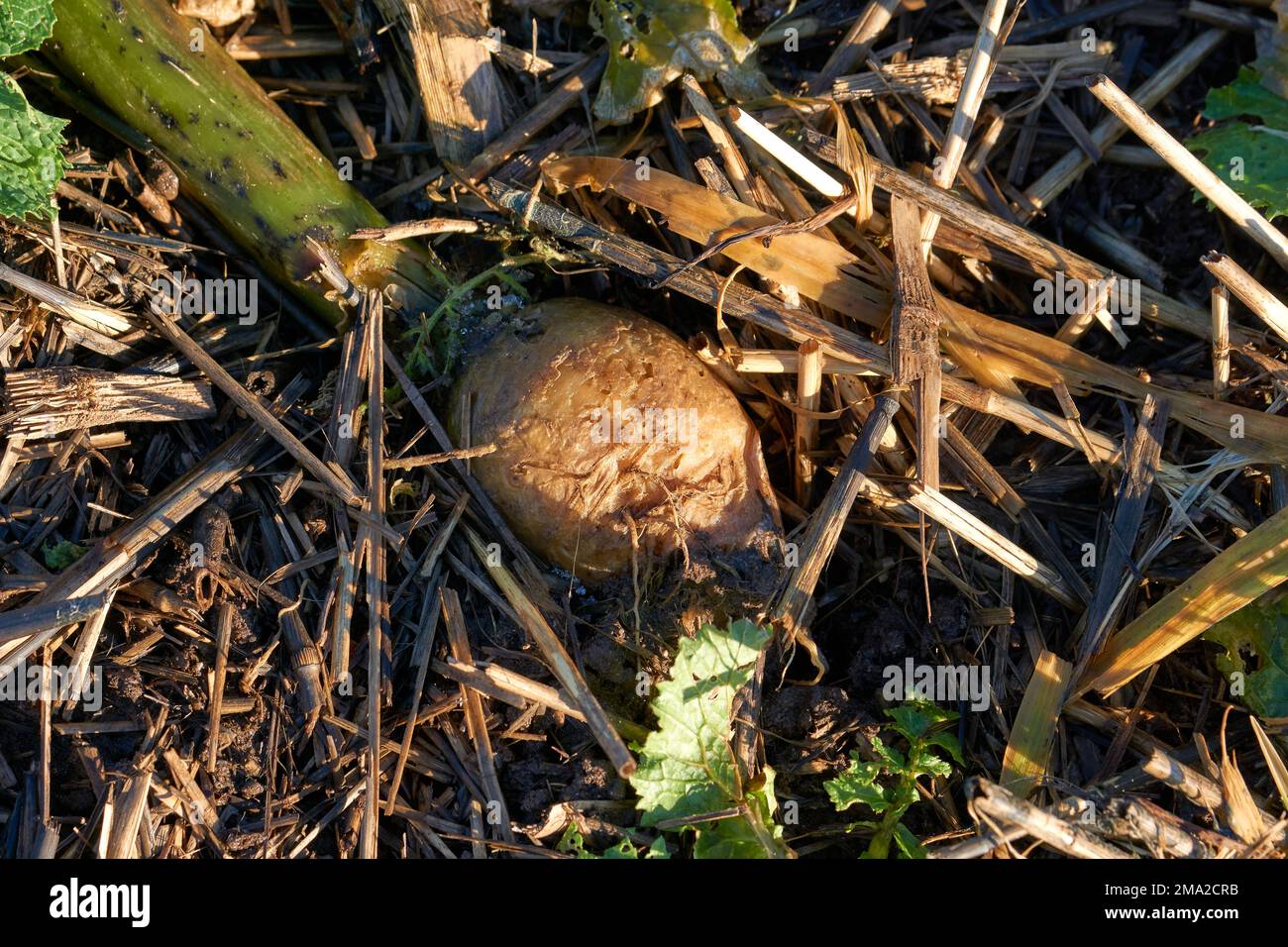Small root vegetable left in the ground after harvest Stock Photo - Alamy