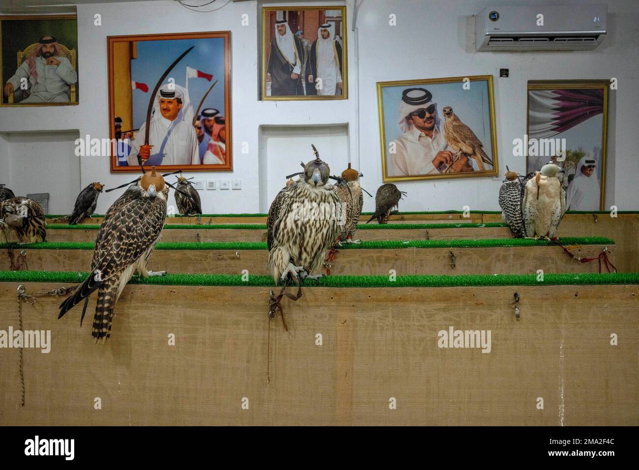 Falcons are displayed for sale at a shop in Souq Waqif, Doha, Qatar ...