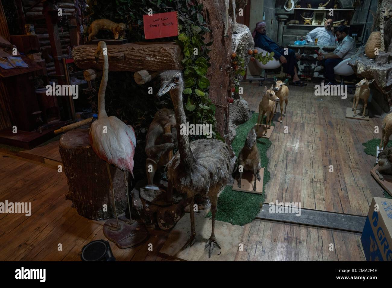 Salesmen sit in an animal embalming shop in Souq Waqif, Doha, Qatar ...