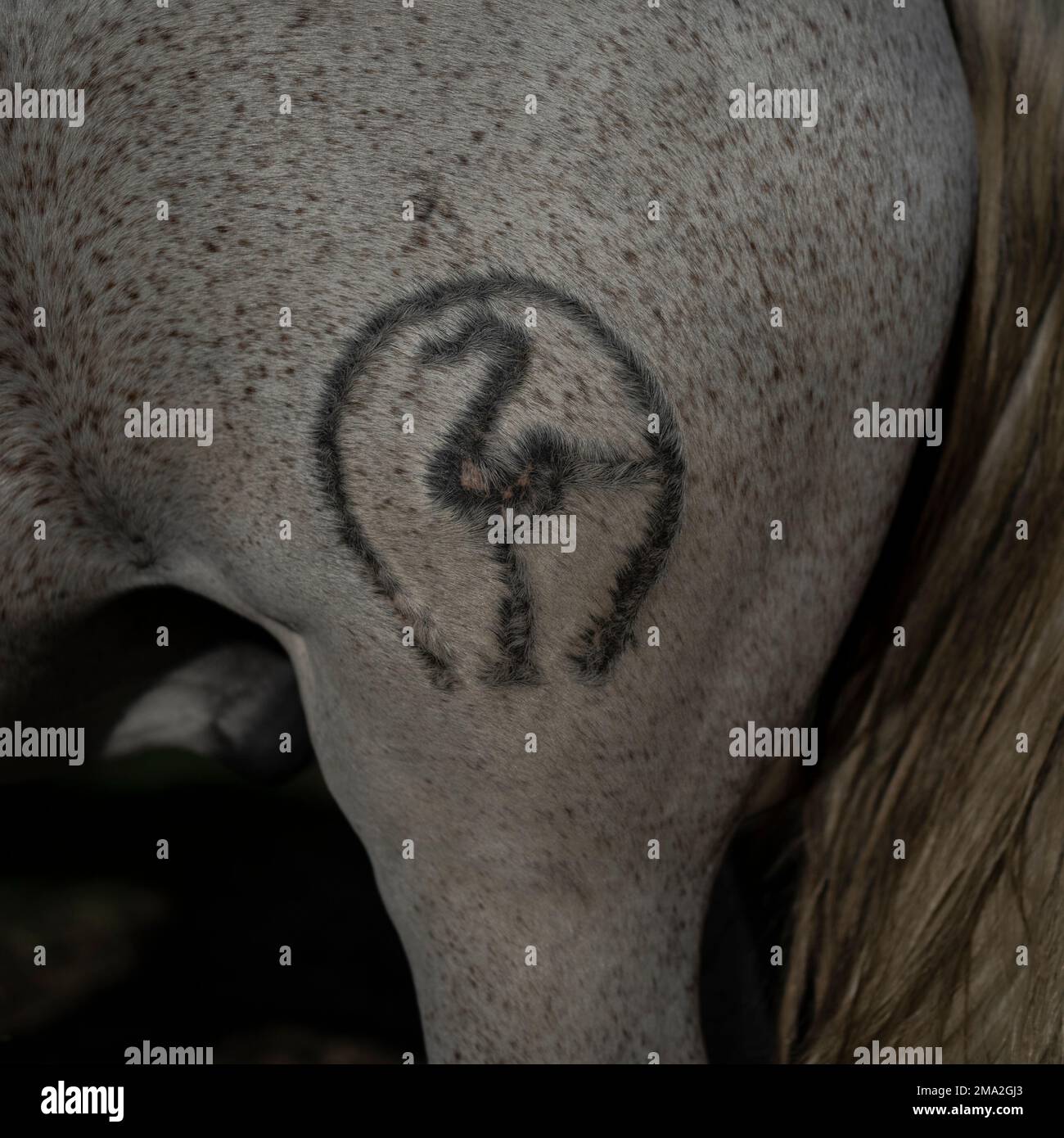 A flamingo brand is pictured on a Camargue horse at the ranch of ...